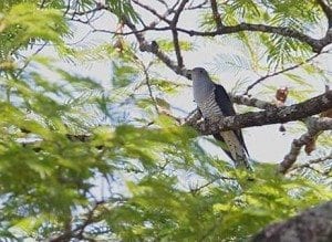 Taotaonkafa ( Cuculus rochii ) – Madagascar Vision