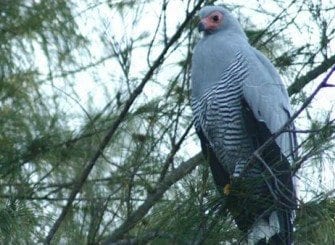 Fihiaka ( Polyboroides radiatus ) – Madagascar Vision