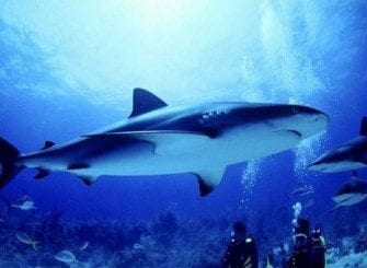 Les Requins et la Reproduction – Madagascar Vision