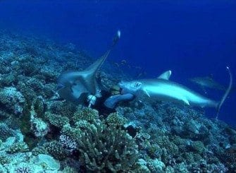 L’évolution des requins – Madagascar Vision